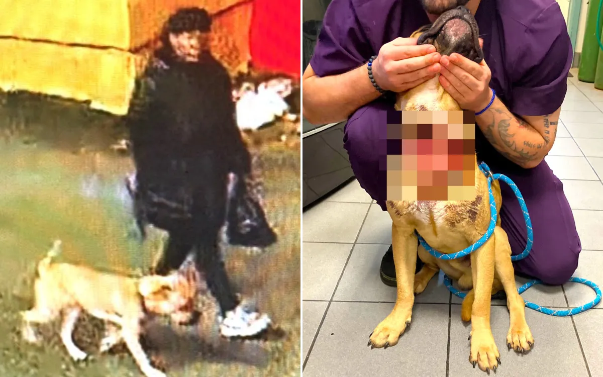 $1K Reward Offered After Dog’s Throat Slit, Dumped Near New York ...