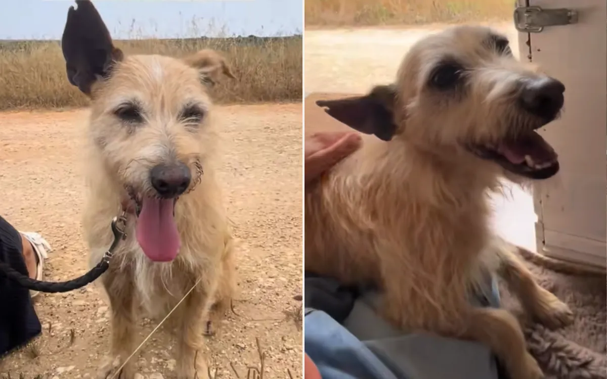 Senior Dog Spent Two Years in Shelter, Then One Walk Changed Everything ...