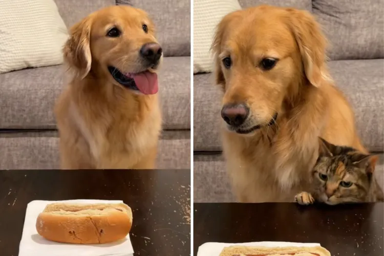Golden Retriever Obediently Ignores Hot Dog Left Behind—Cat Has Other ...