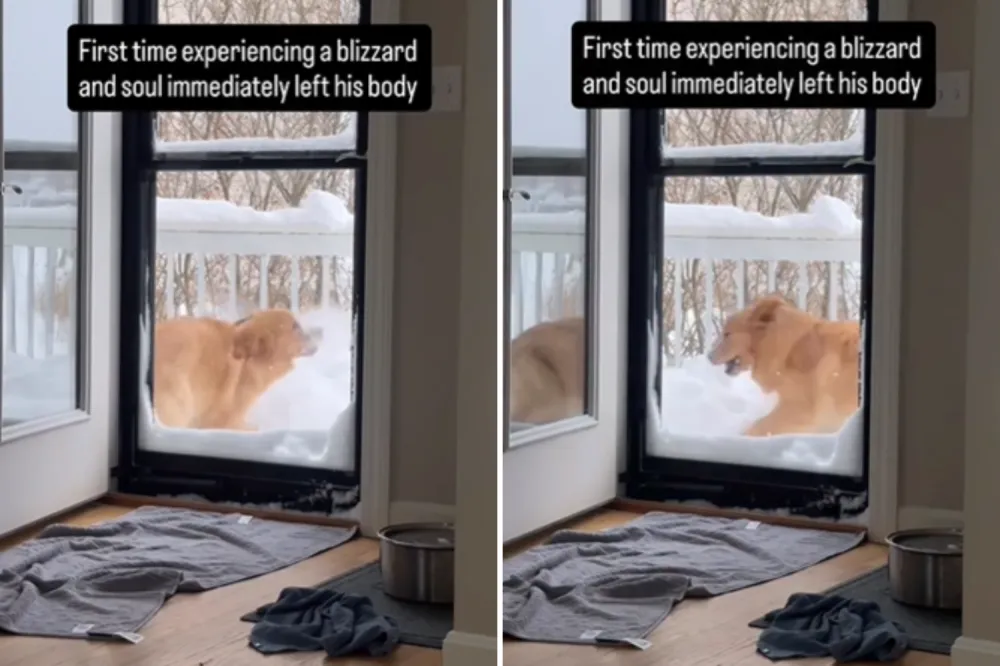 These Dogs’ Reactions to Snow Melt Hearts As Winter Storm Hits America ...