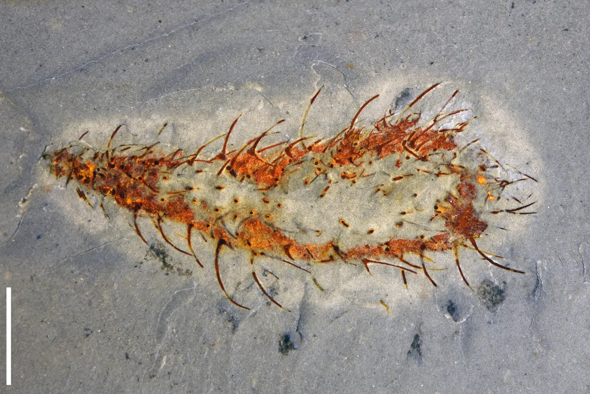 Scientists Discover 90 Strange New Species From 512 Million Years Ago ...