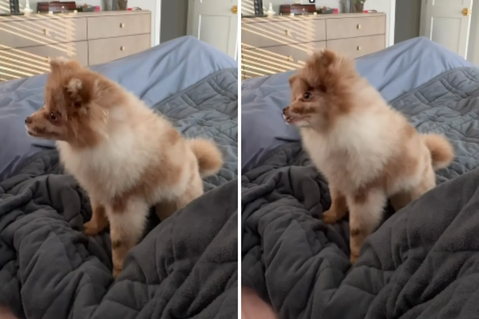 Woman Gets Expensive Home Groom for Dog, Then Sees Result—’Did Him ...