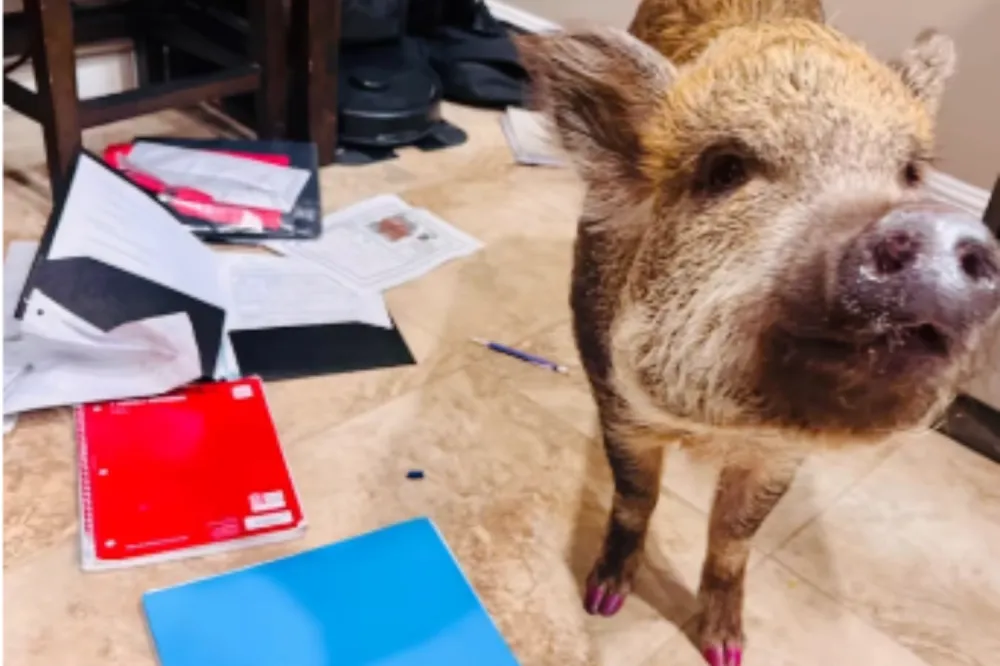 Mom Has To Email School After Pig Eats Homework—and She Got It All on ...