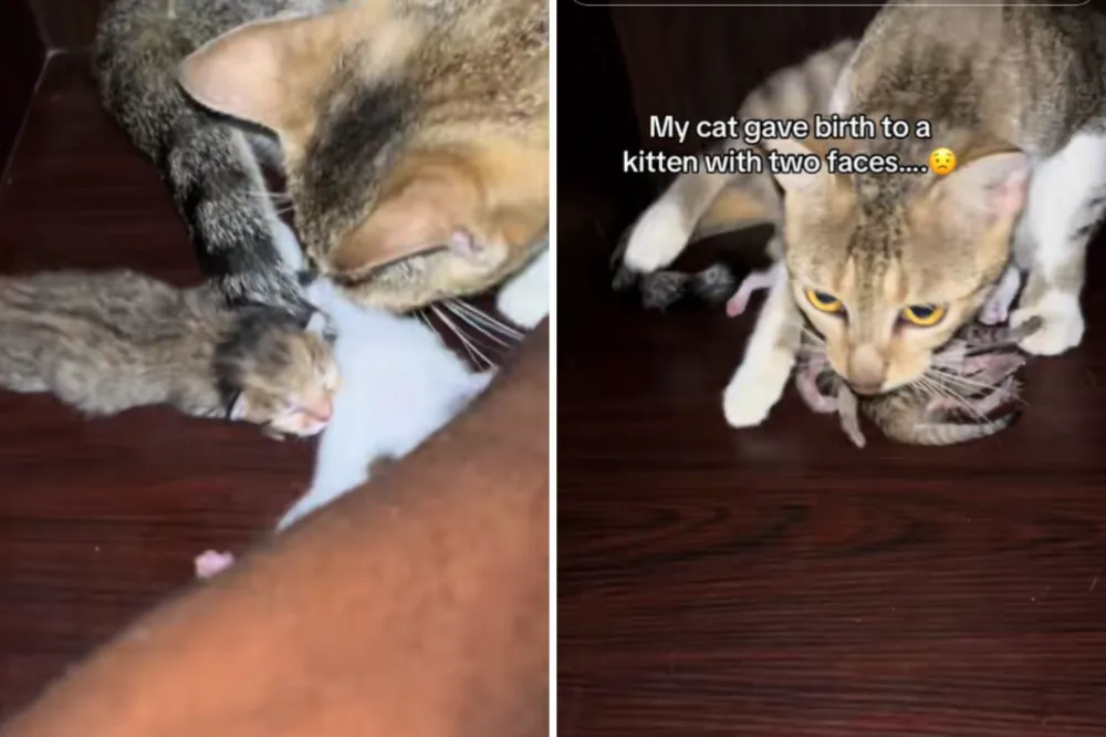 Cat Gives Birth to Two-Headed Kitten—Vet Never ‘Seen Anything Like’ It ...