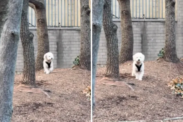 Hearts Break Over What Puppy Does After Losing Sight of Owner in the ...