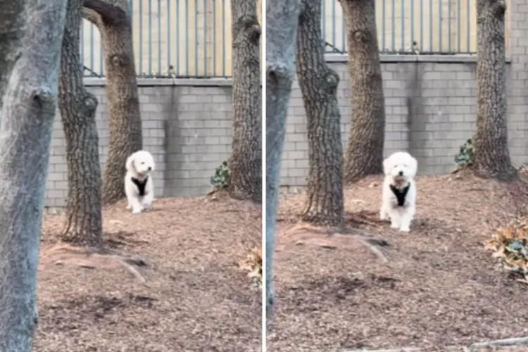 Hearts Break Over What Puppy Does After Losing Sight of Owner in the ...