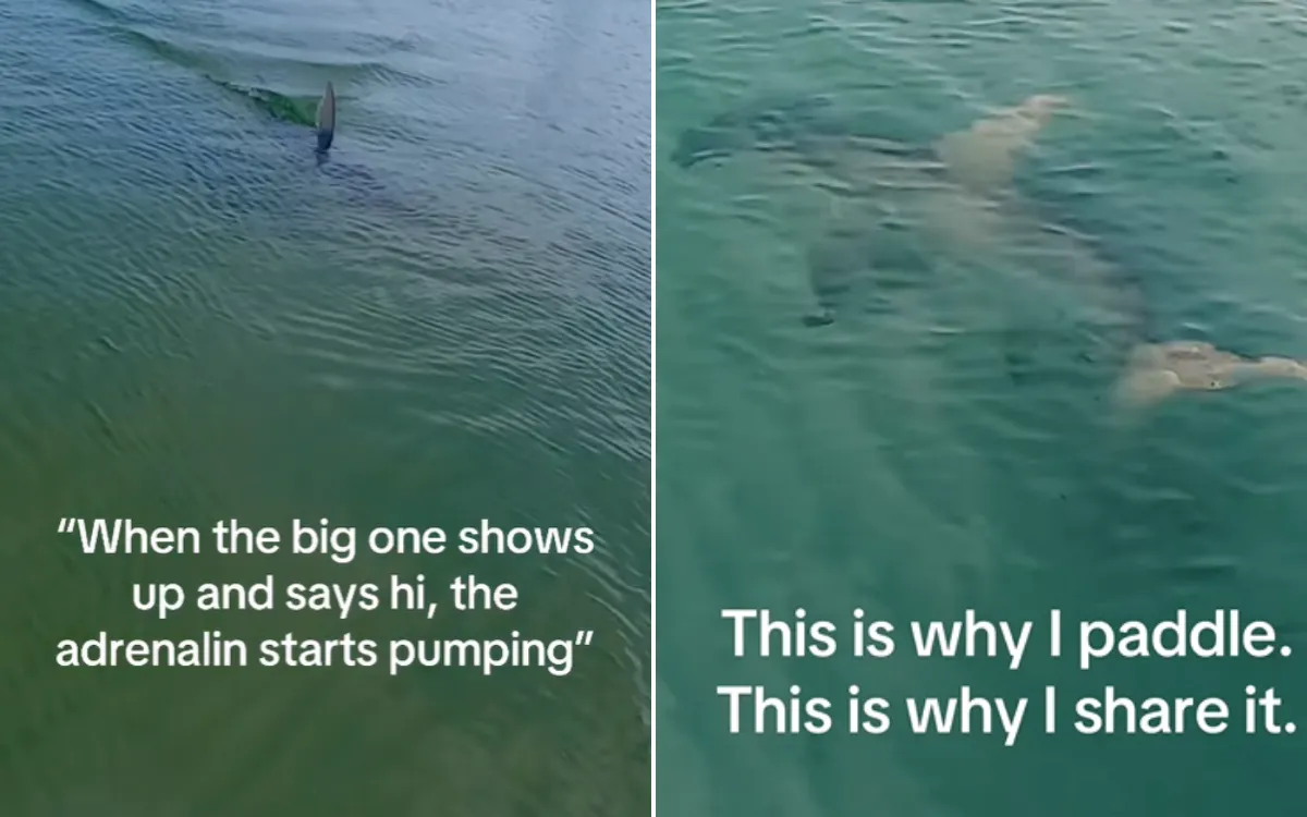 Florida Man Goes Paddling in Miami, Then the Predator Fin Approaches ...