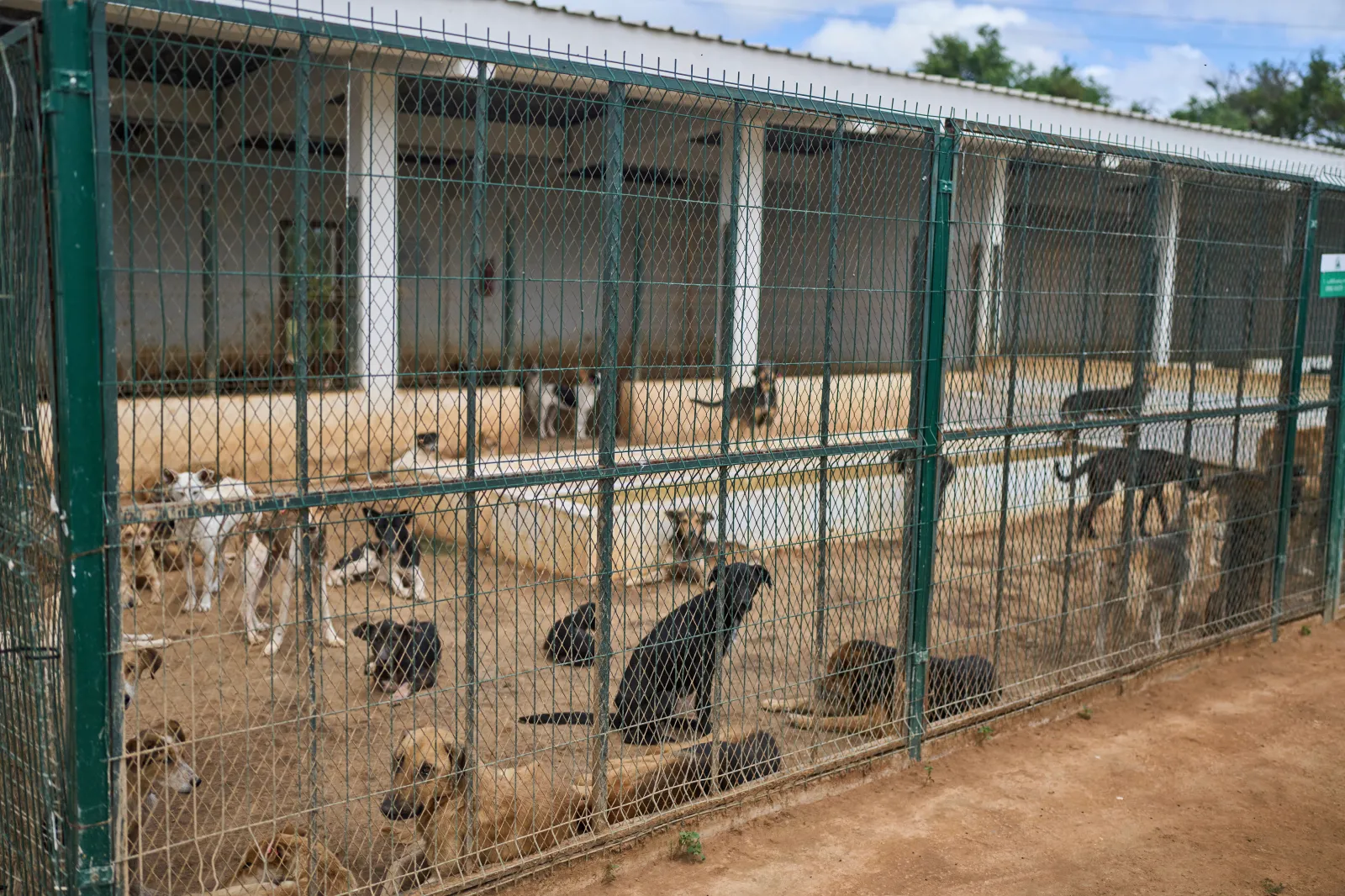 Will millions of dogs be killed ahead of World Cup? What we know - Newsweek