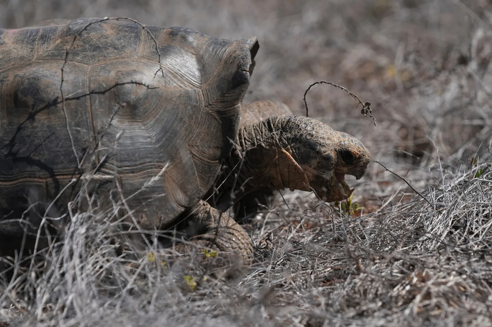 NASA Helps Return Giant Tortoises to Galápagos After 150 Years - Newsweek