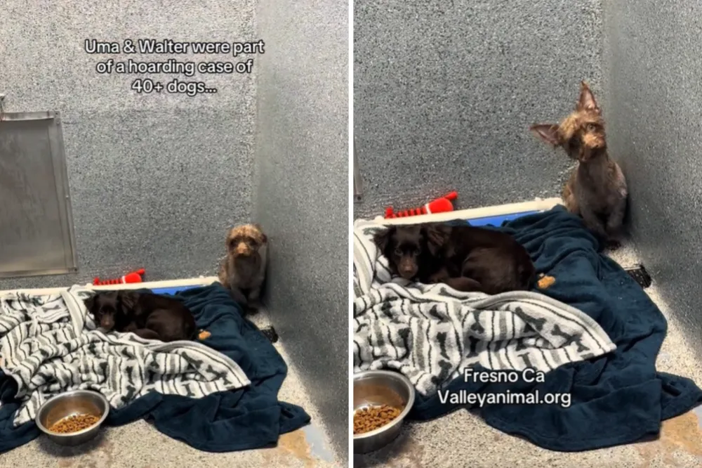 Tears as Rescue Reveals Why Two Hoarding Case Survivors Can’t Find ...