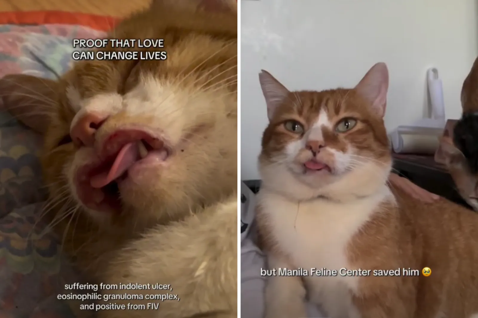 Abandoned Cat Found in Horrific State but Couple Refused To Lose Hope ...