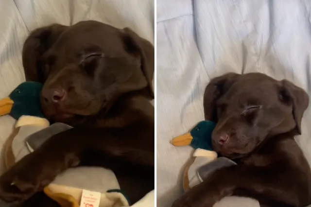 Labrador Puppy Tucked Into Human Bed With Stuffie—It Changes Everything ...