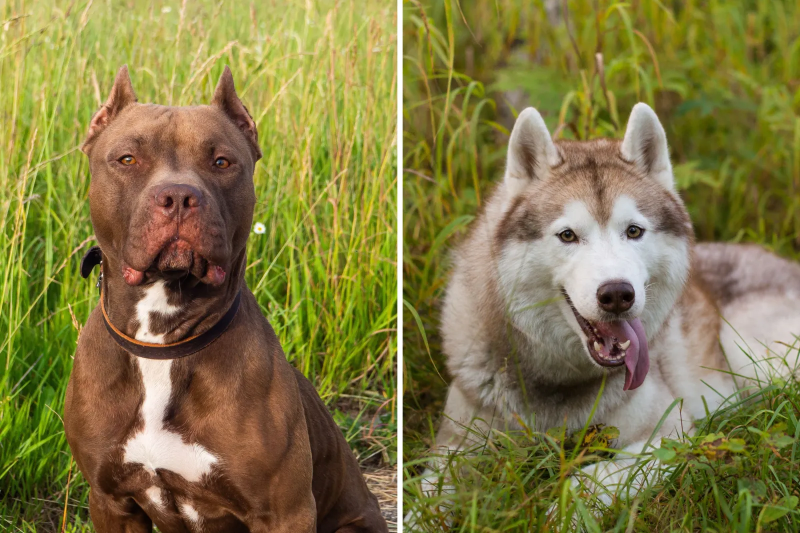 Owner Shares Her Pit Bull and Husky Mix—People Can’t Believe the Dog’s ...