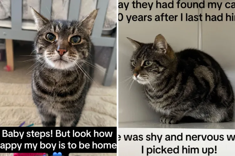 Woman’s Cat Goes Missing; 10 Years Later, She Gets Call Revealing Truth ...