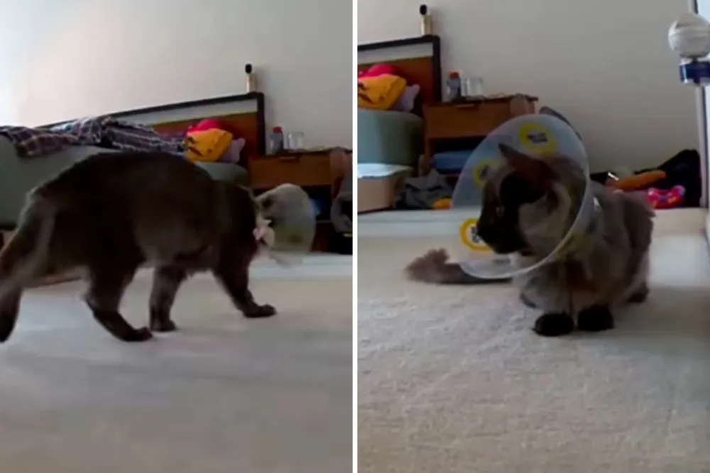 Owners Turn Car Around After Seeing What Cat Does on Pet Cam After ...