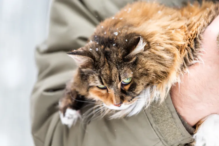 Stray Cat Comes for Food Every Day—Tears at What Happens When Storm ...