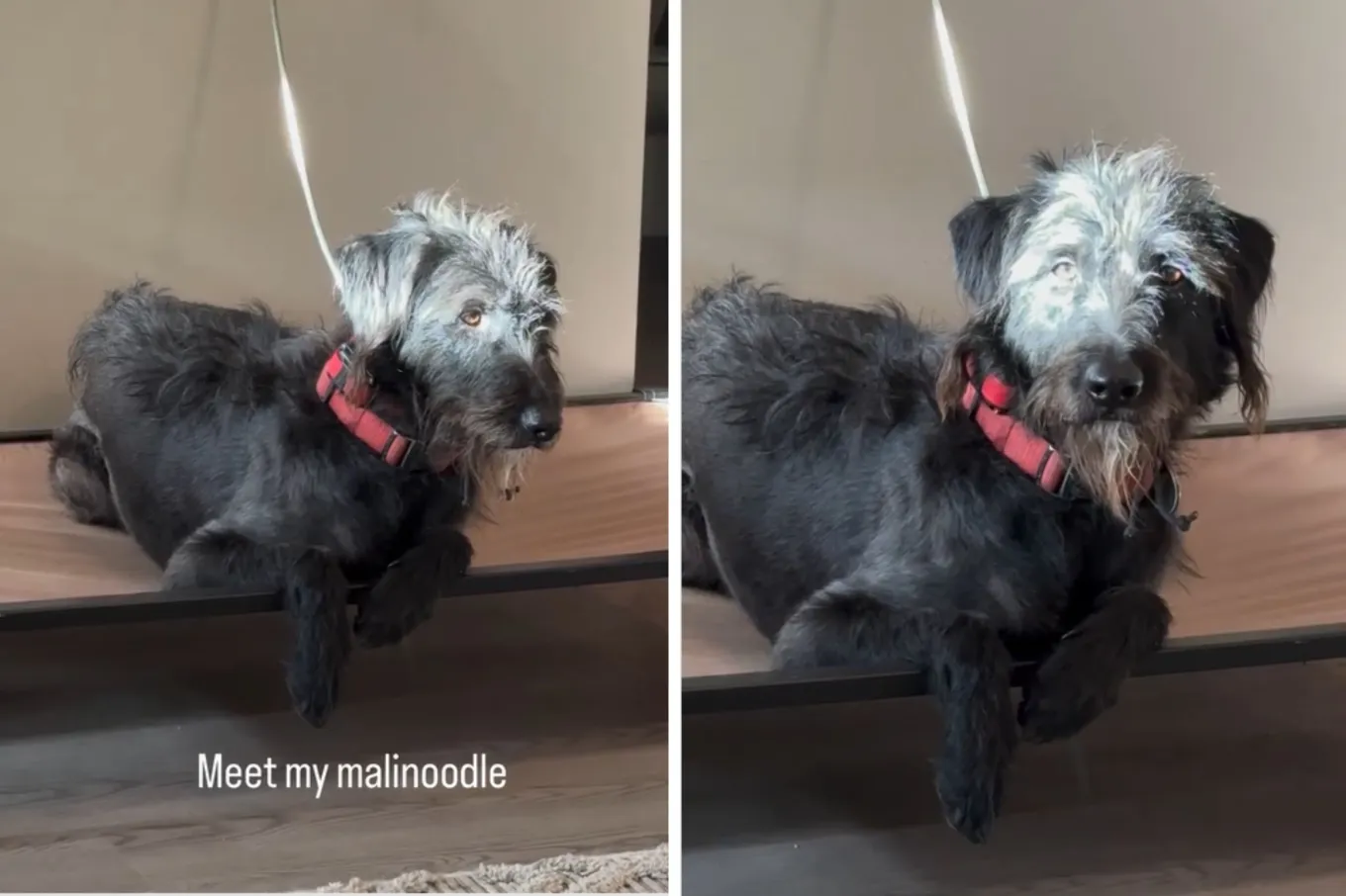 Woman Rescues Malinois and Doodle Mix—No One Ready for What Dog Looks ...