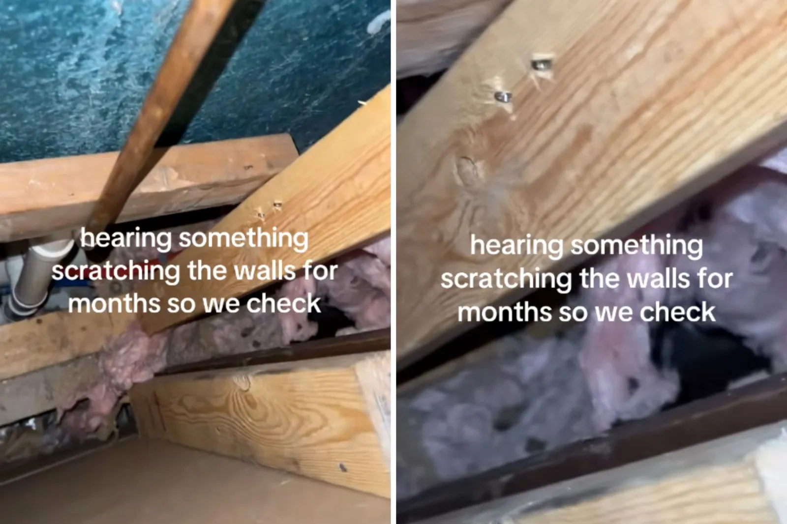 Couple hears scratching behind walls for months, shock at what they ...