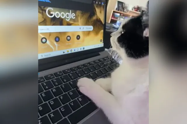 Cat Hijacks Owner’s Google Search, Her Reaction Wins Pet of the Week ...