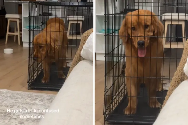 Golden Retriever Thinks He’s Trapped in Crate, Reality Goes Viral ...
