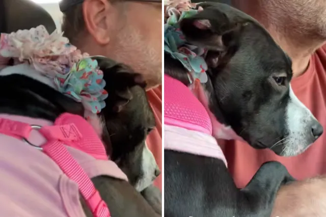 Why Rescue Dog ‘Still Holds On’ During Car Rides With Owner Breaks ...