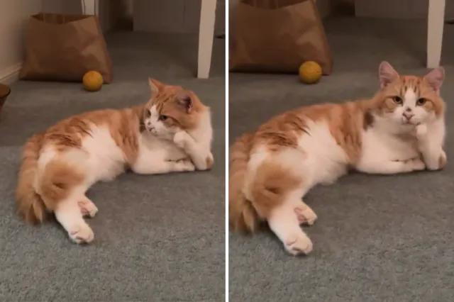 Vet Nurse Meets Cat With Deformed Legs, Makes Life-Changing Decision ...