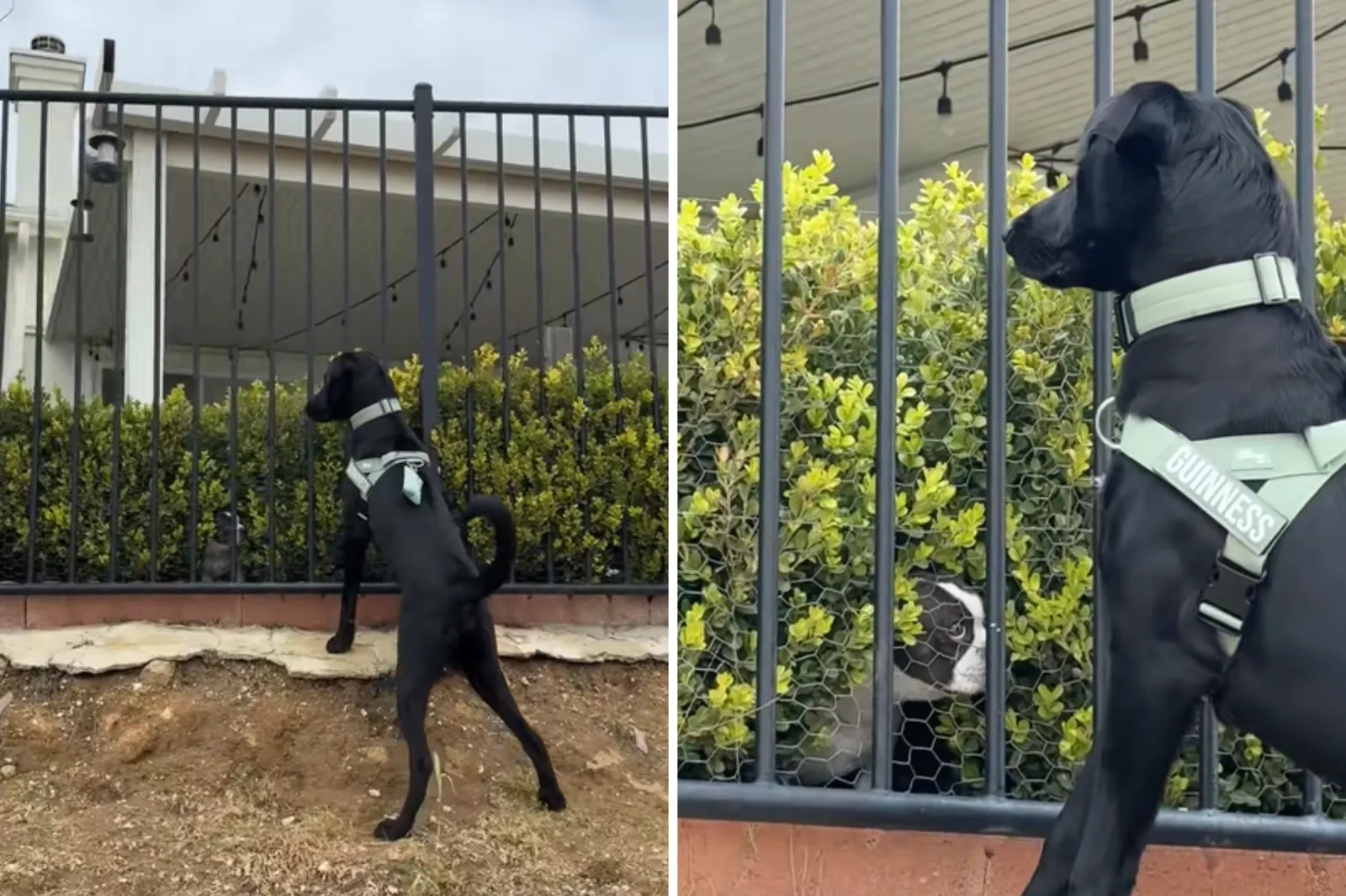 Rescue Dog Searches Bushes—Then the Camera Zooms In To Reveal Why ...