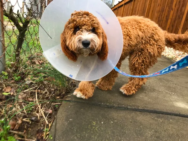 Goldendoodle Wakes Up From Anesthesia, Owner Not Prepared for Reunion ...