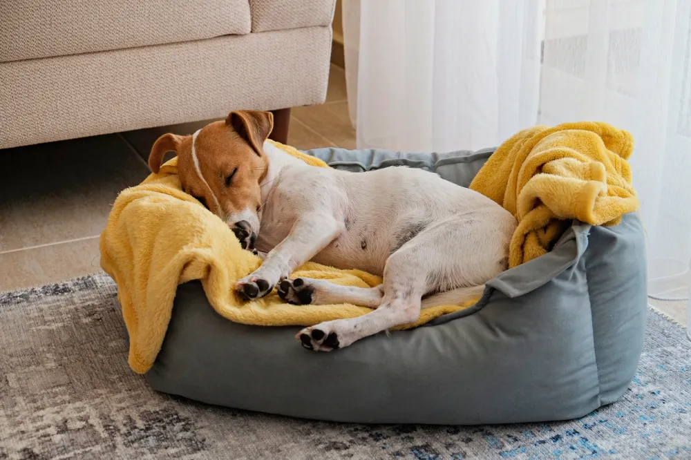 Your Dog’s Bedtime Routine Could Be Stressing Them Out—Here’s How to ...