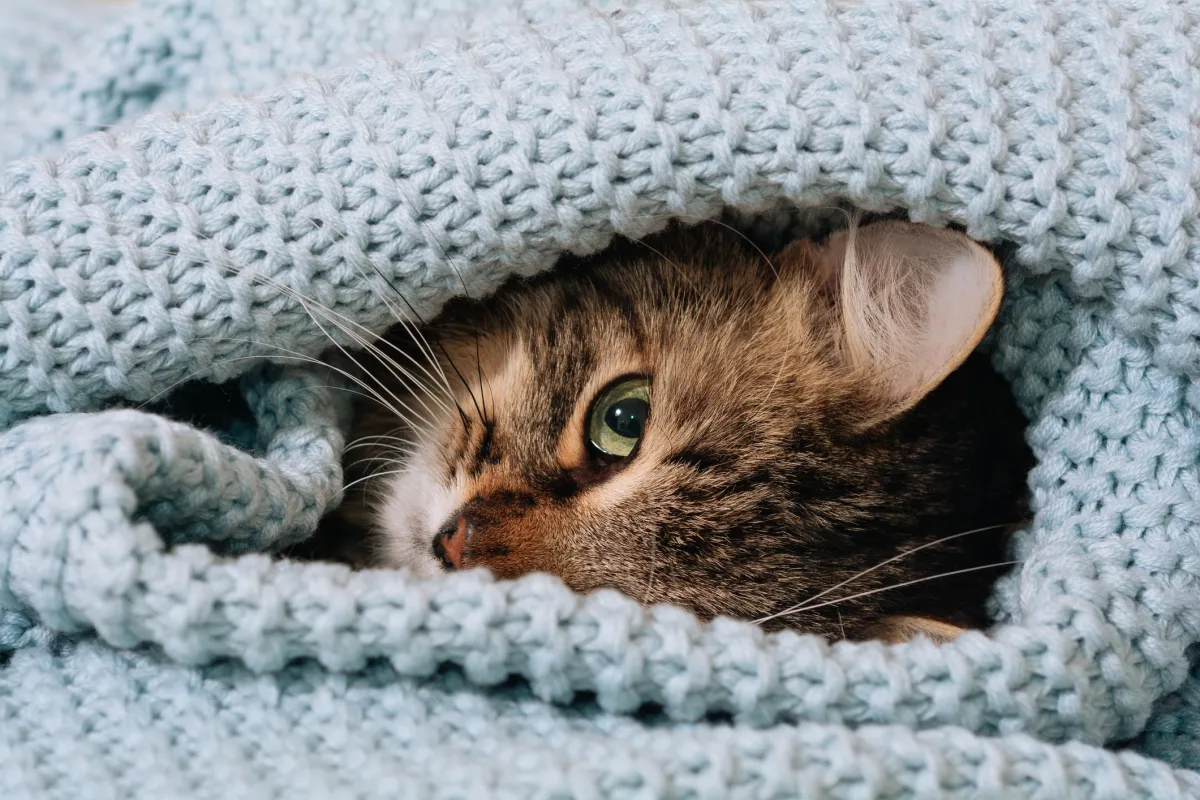 ‘Ramadan Cats’ Are Back and They’re More Confused Than Ever - Newsweek