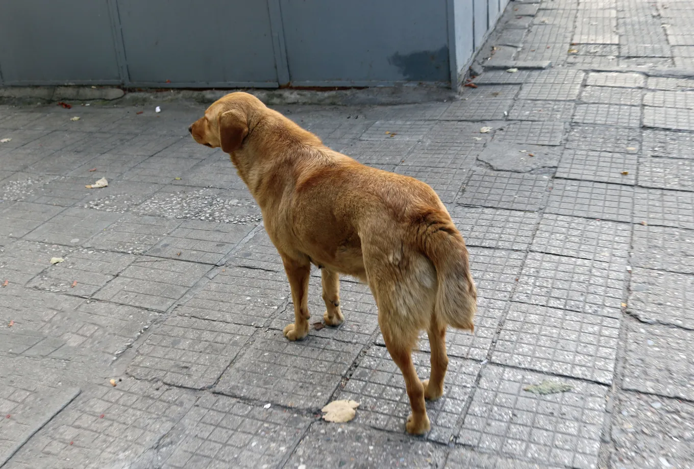 ‘Starving and Scared’ Retriever Found in Forest, Tears at What Happens ...