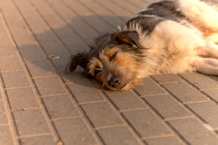 Rescue Dog’s DNA Test Changes Everything Owner Thought They Knew - Newsweek
