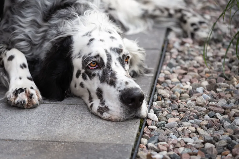 Rescue Dog Forced To Live Outside Has Heartbreaking Reaction to New ...