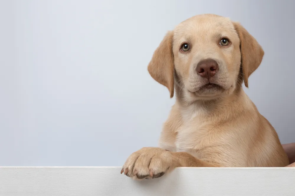 Labrador Puppy Plays ‘Hide and Seek’—Viewers Obsessed With What Owner ...