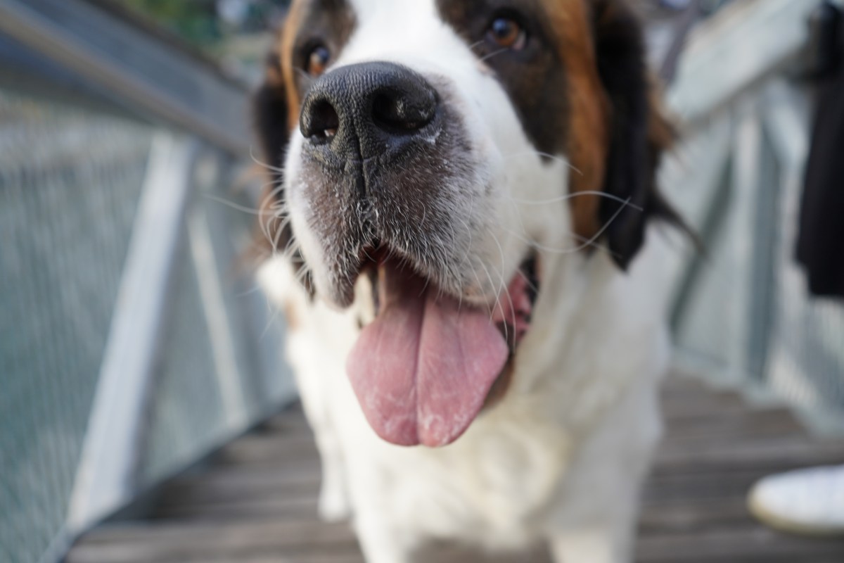 Saint Bernard Has ‘Separation Anxiety,’ How Owner Says Goodbye Explains ...