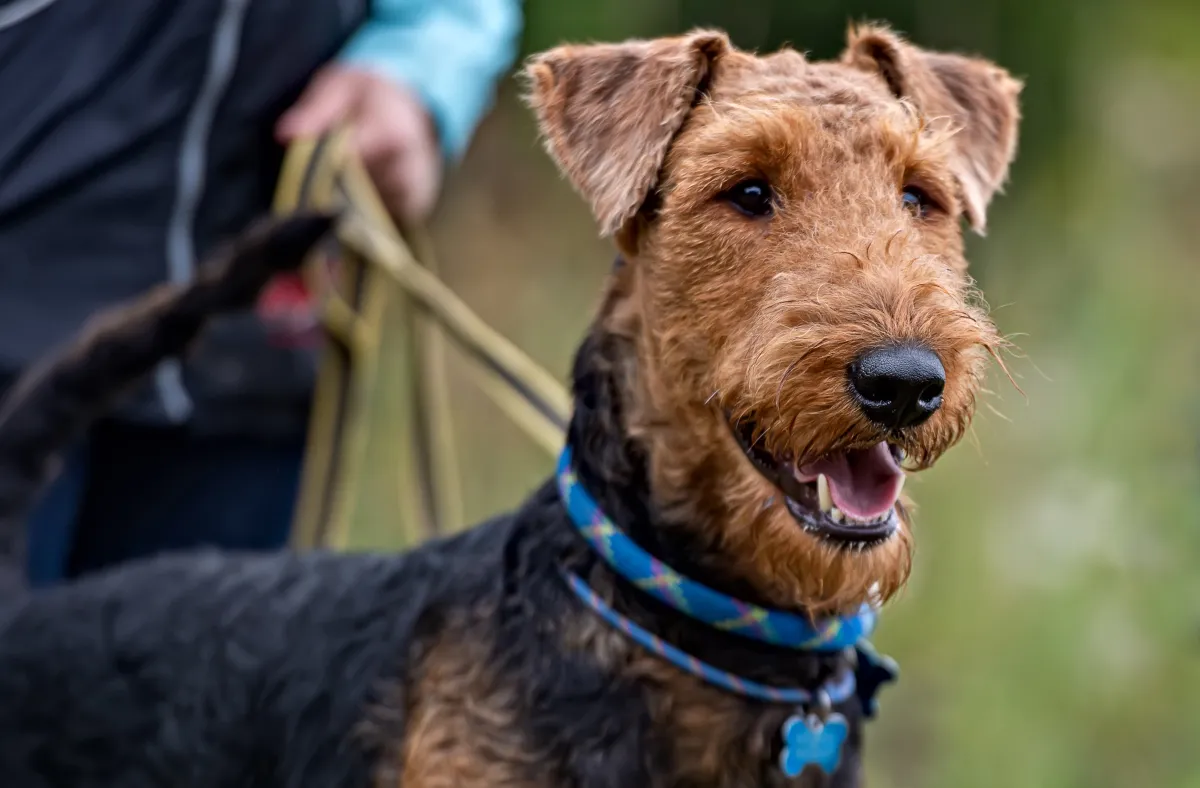 Airedale Terrier Attends Day Care—Internet Can’t Handle First Report ...