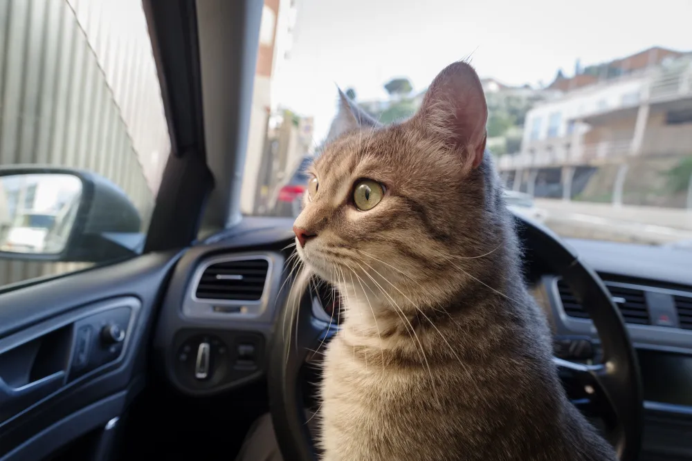 Cat Enjoys Car Ride, Internet Can’t Get Enough of Response To Drive ...