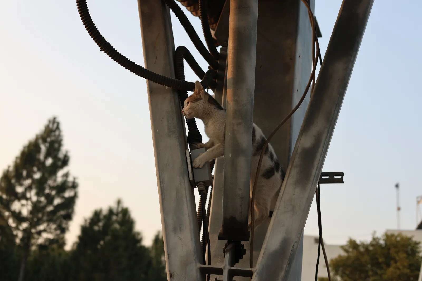 Horror Over Who Woman Realizes Is Stuck on Power-Line Pole for 3 Days ...