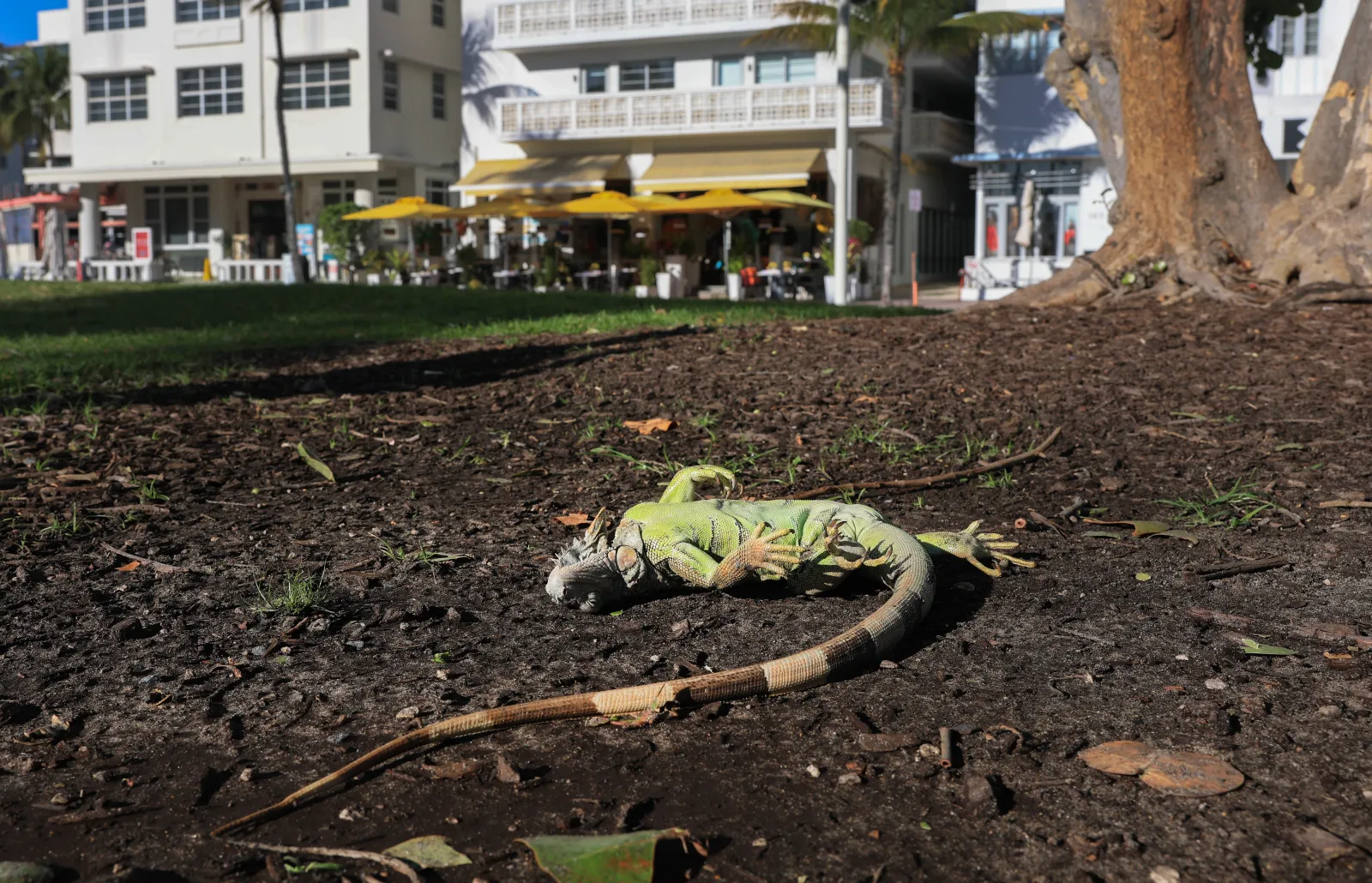 Florida Collecting Frozen Iguanas: What to Know - Newsweek