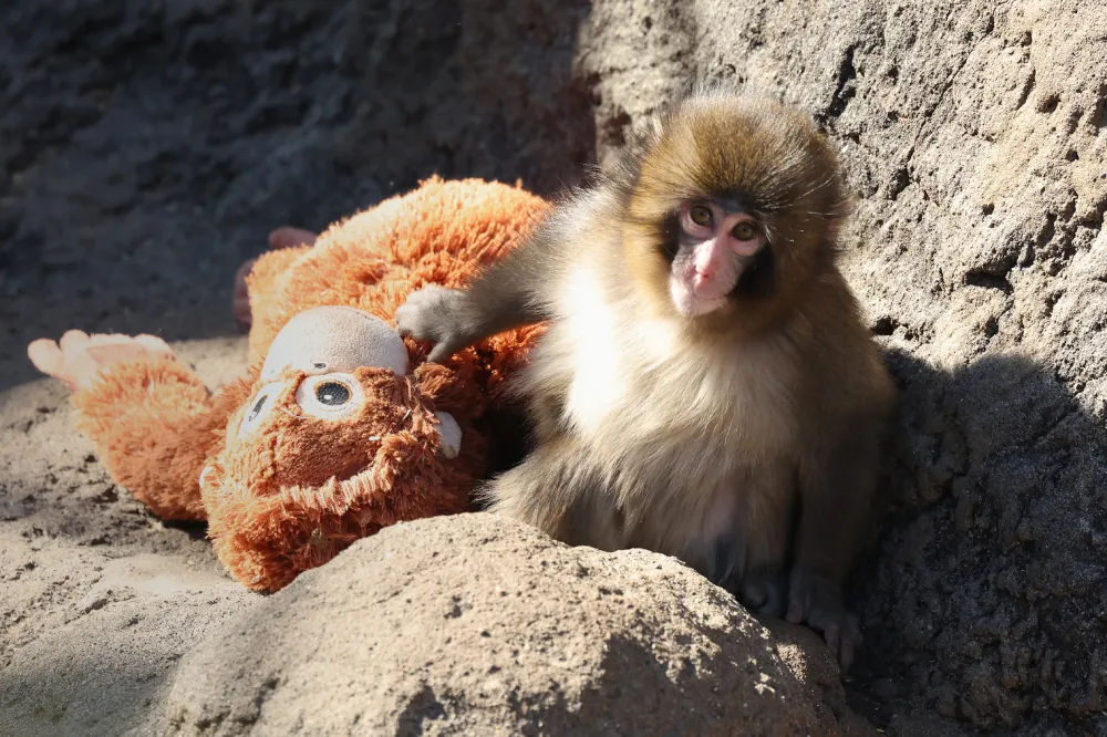 Monkeys News & Latest Pictures From Newsweek.com