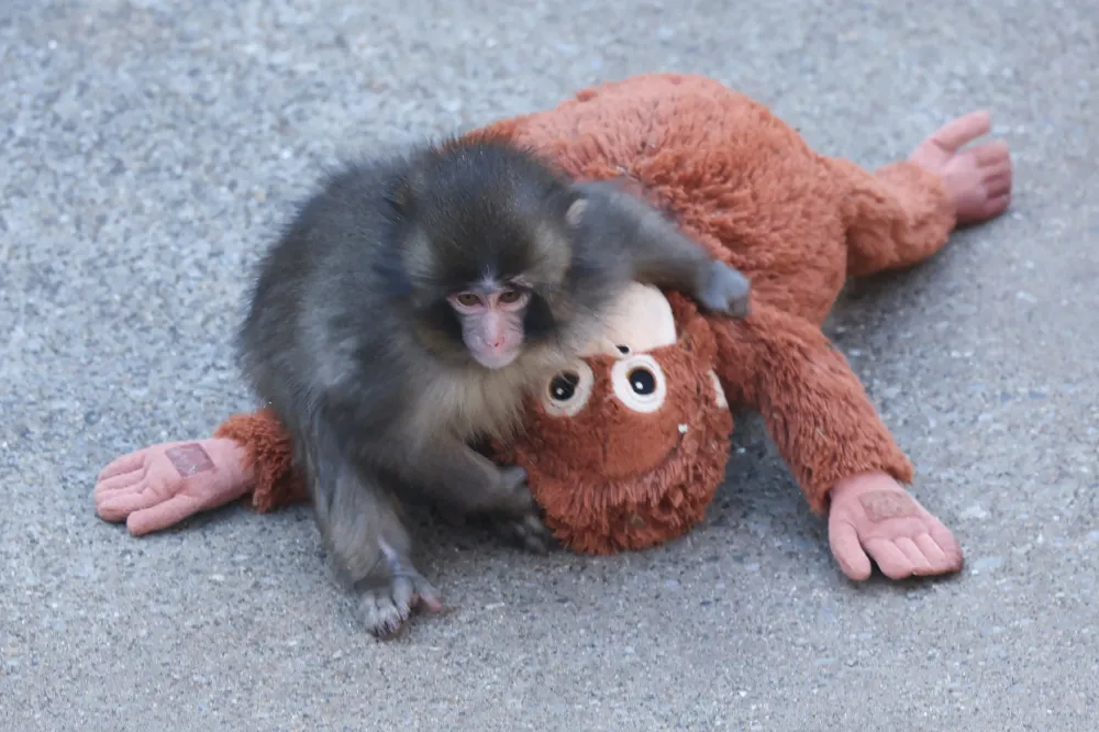 Punch the Monkey Hits Major Milestone—but What Does it Really Mean ...
