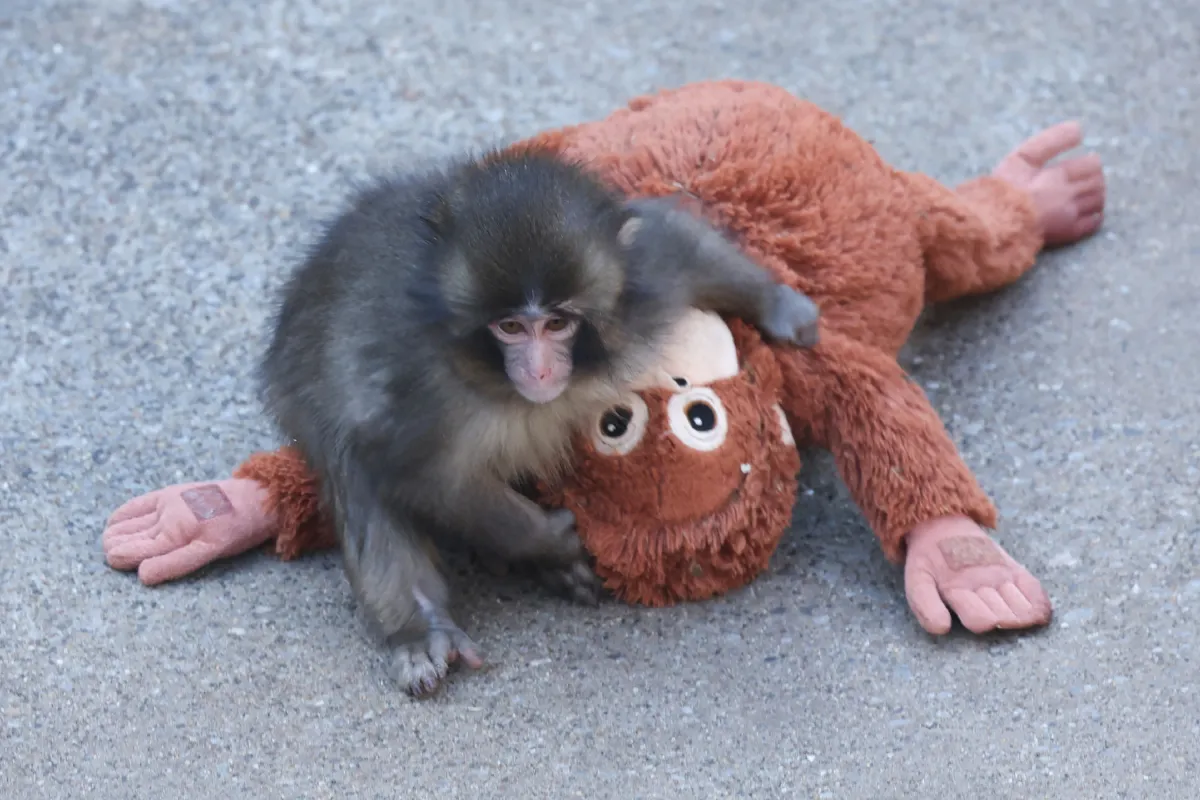 Punch the Monkey Hits Major Milestone—but What Does it Really Mean ...