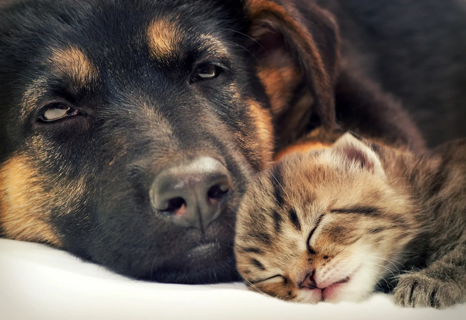 German Shepherd Meets Kitten for First Time, His Response Is Worth the ...