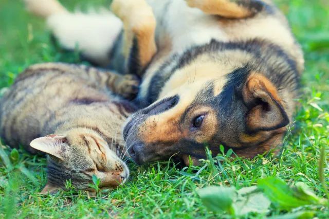 Tears Over Rescue Dog Falling in Love With Stray Cat: ‘We Were Chosen ...