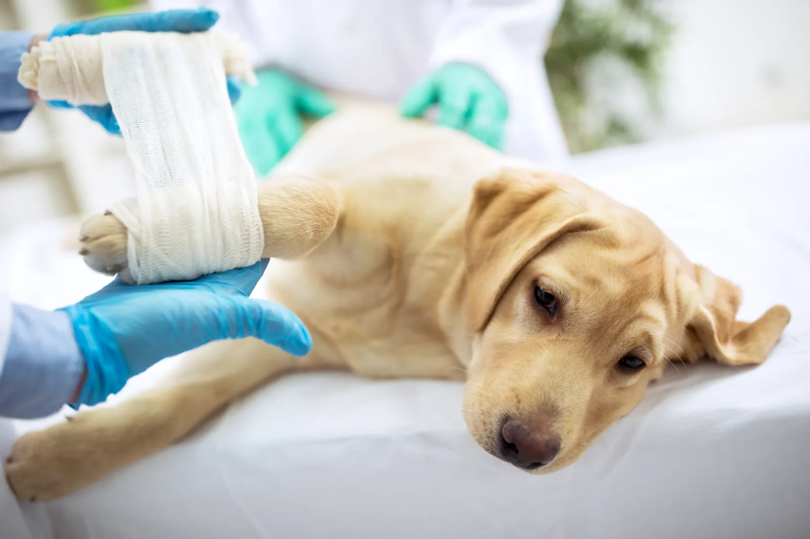 Rescue Dog Visits Vet for Broken Toenail, Takes Wild Turn As Sedation ...