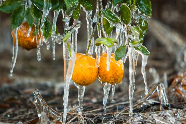 Map Shows Florida Cities Set To Freeze as Temperatures Plunge - Newsweek