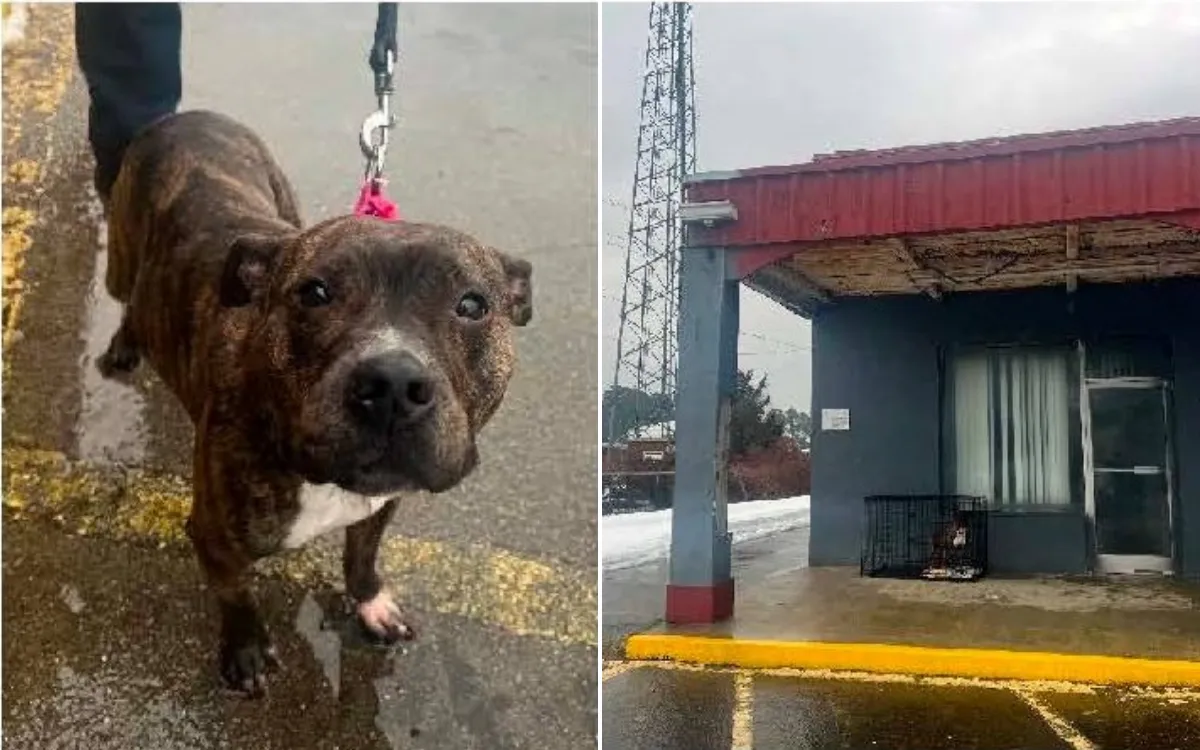 Dog Found Abandoned in Freezing Conditions—Then Police Discovered ...
