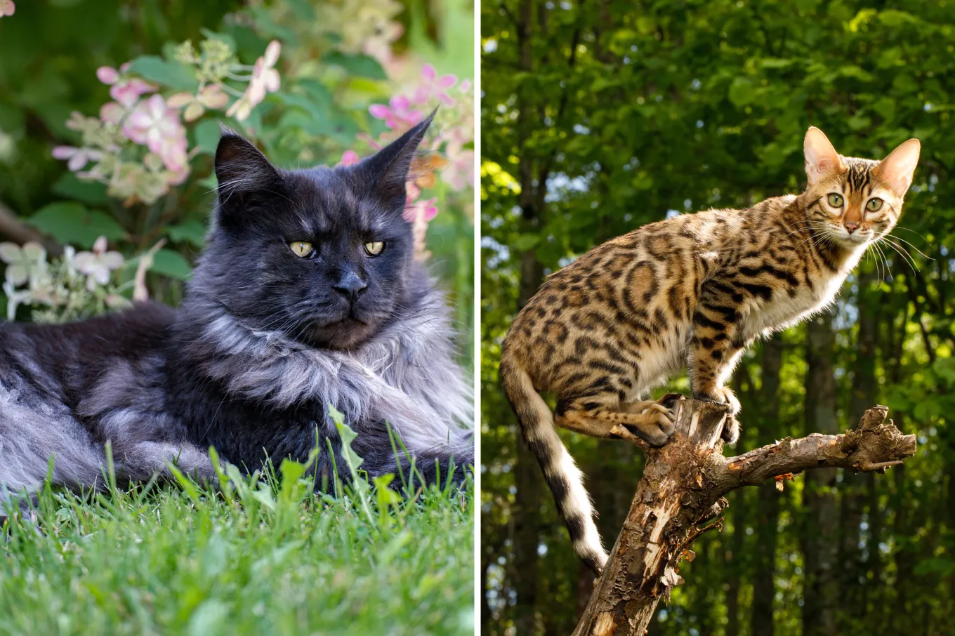People Can’t Cope With ‘Special Kitten’ Cross Between Maine Coon and ...