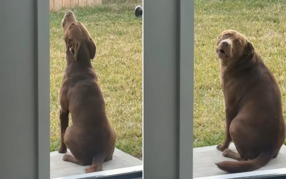 Dog Has Extreme Reaction After Realizing Dad Has Gone Hunting Without ...
