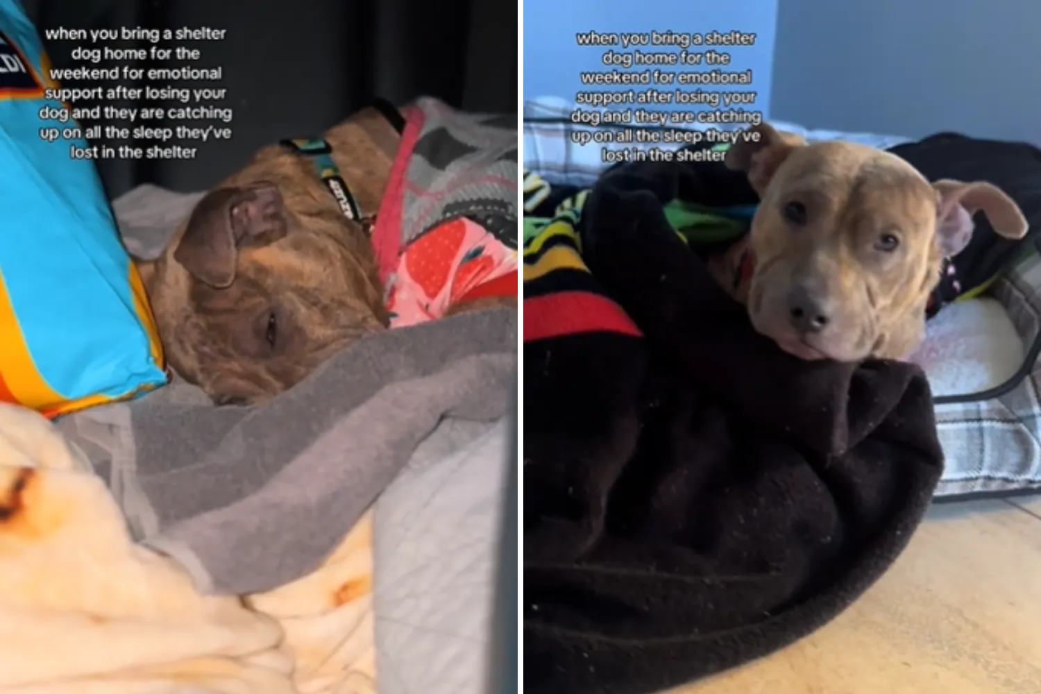 Shelter Dog Gets Weekend Break with Foster Carer—What He Does Breaks ...
